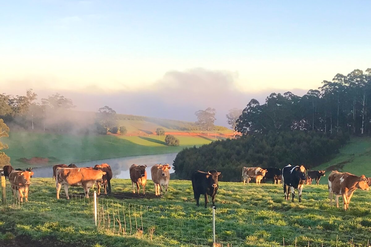 Jersey Cattle