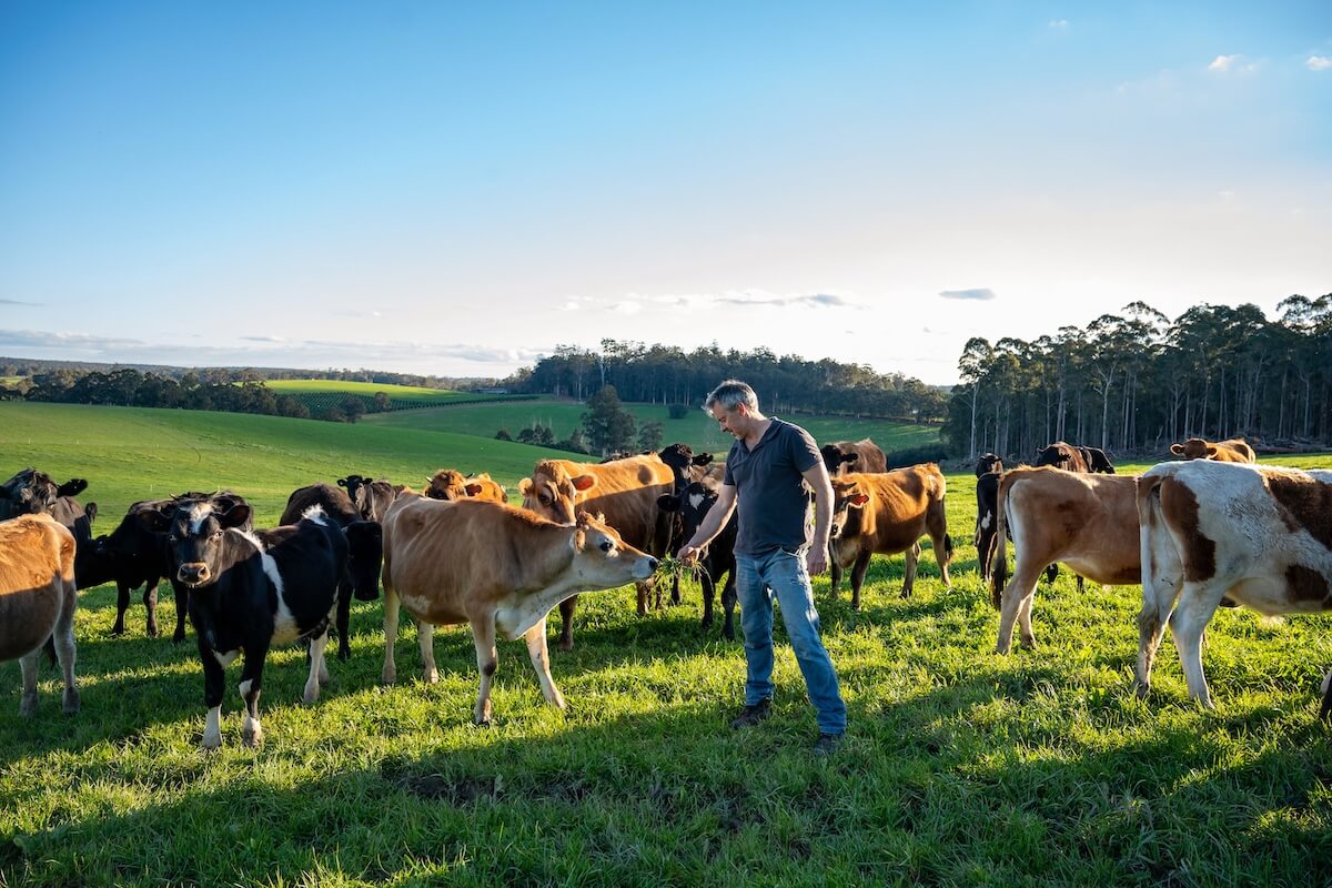 Jersey Cattle