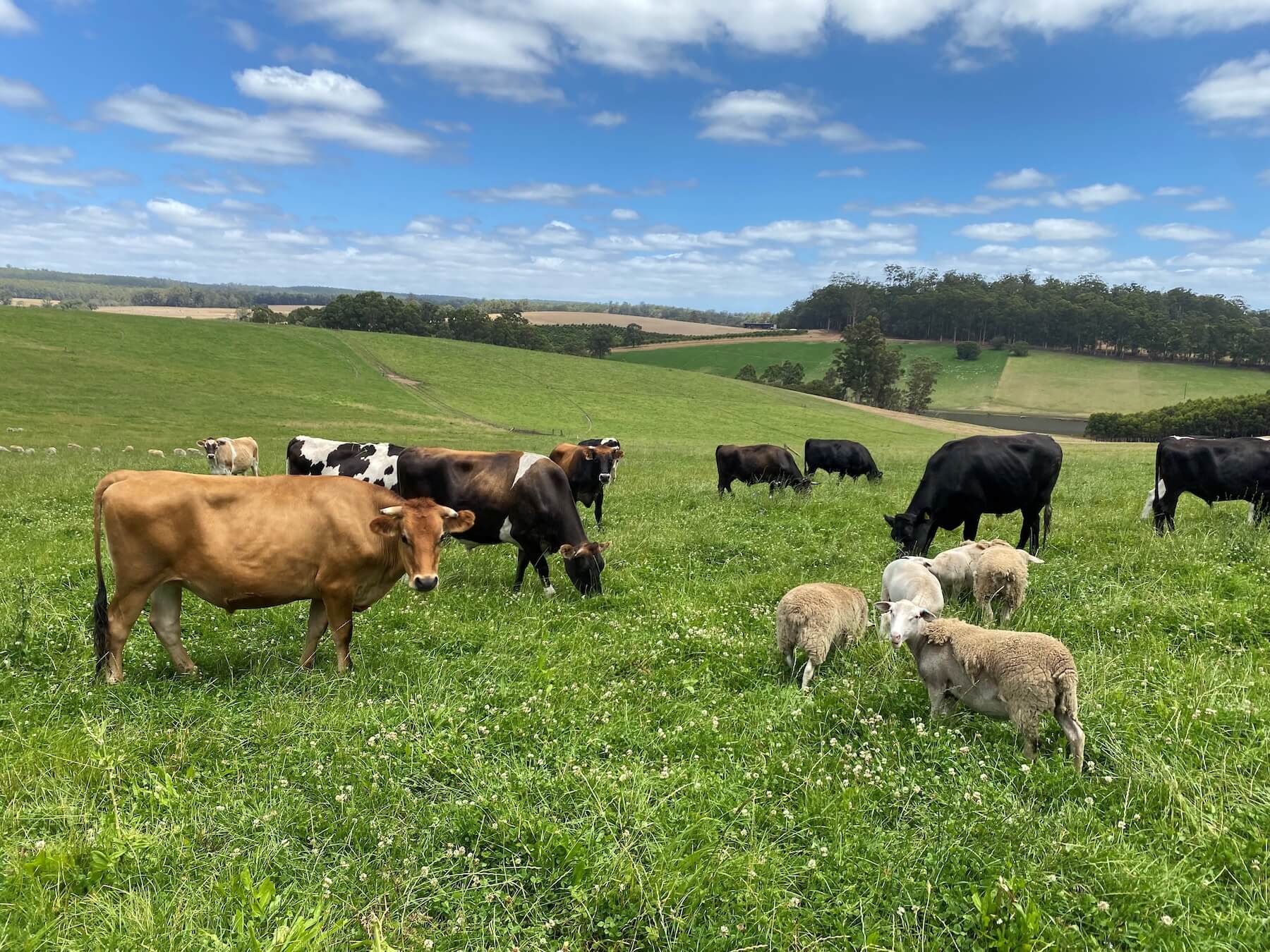 Jersey Cattle